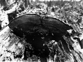 Florida Memory • Red heart of longleaf virgin pine tree.