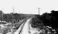 Florida Memory • Key Largo Limestone in railroad cut - Key Largo, Florida