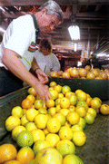 Florida Memory • U.S. Senator Bob Graham working as a citrus packer at ...