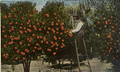Florida Memory • Orange grove.
