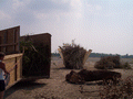 Florida Memory • Debris trailers trying to unload at inactive Bronson ...