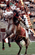 Florida Memory • FSU Mascot, "Chief Osceola," riding Renegade before a ...