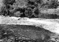 Florida Memory • Old Joe, the alligator rests on the shore - Wakulla ...